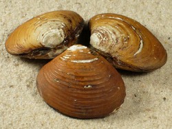 Astartidae - Astartiden / Galerie Schnecken & Muscheln