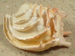 Veneridae - Venusmuscheln / Galerie Schnecken & Muscheln