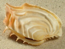 Veneridae - Venusmuscheln / Galerie Schnecken & Muscheln