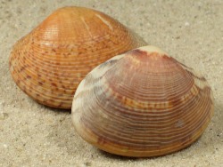 Veneridae - Venusmuscheln / Galerie Schnecken & Muscheln