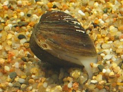 Corbiculdae - Körbchenmuscheln / Galerie Schnecken & Muscheln