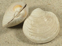 Veneridae - Venusmuscheln / Galerie Schnecken & Muscheln