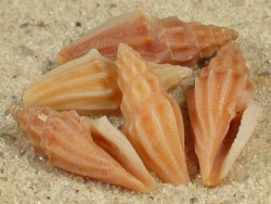 Mangeliidae - Mangeliiden / Galerie Schnecken & Muscheln