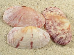 Psammobiidae - Sandmuscheln / Galerie Schnecken & Muscheln