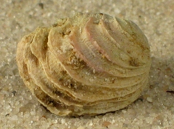 Veneridae - Venusmuscheln / Galerie Schnecken & Muscheln
