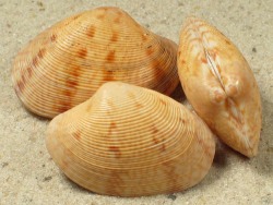 Veneridae - Venusmuscheln / Galerie Schnecken & Muscheln