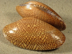 Veneridae - Venusmuscheln / Galerie Schnecken & Muscheln