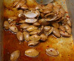 Veneridae - Venusmuscheln / Galerie Schnecken & Muscheln