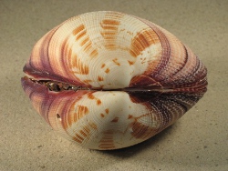 Veneridae - Venusmuscheln / Galerie Schnecken & Muscheln
