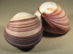 Veneridae - Venusmuscheln / Galerie Schnecken & Muscheln