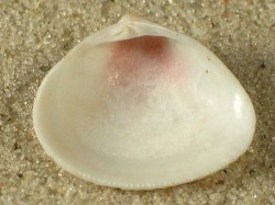 Veneridae - Venusmuscheln / Galerie Schnecken & Muscheln