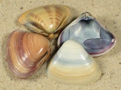 Veneridae - Venusmuscheln / Galerie Schnecken & Muscheln