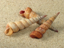 Turritellidae - Turmschnecken / Galerie Schnecken & Muscheln