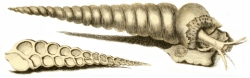 Turritellidae - Turmschnecken / Galerie Schnecken & Muscheln