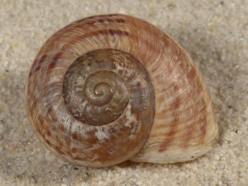 Iberus gualterianus ornatissimus 33