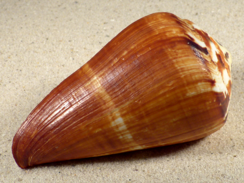 Sehr großer Conus vexillum von den Philippinen 111