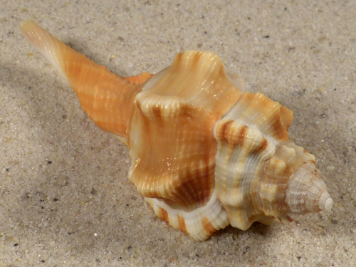 Ranularia testudinaria from the Philippines