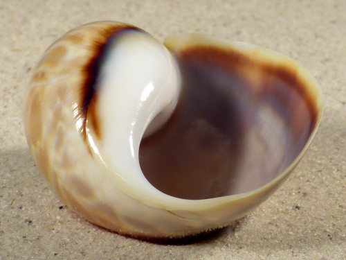 Großer Colus islandicus mit Operculum aus Marokko