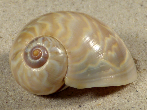 Großer Colus islandicus mit Operculum aus Marokko