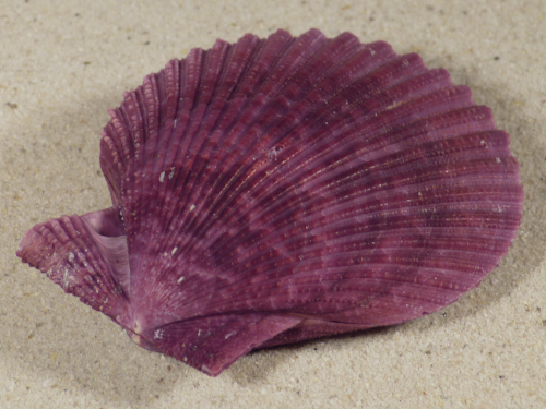 Mimachlamys sanguinea aus den Philippinen (73)