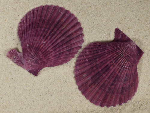 Mimachlamys sanguinea aus den Philippinen (73)