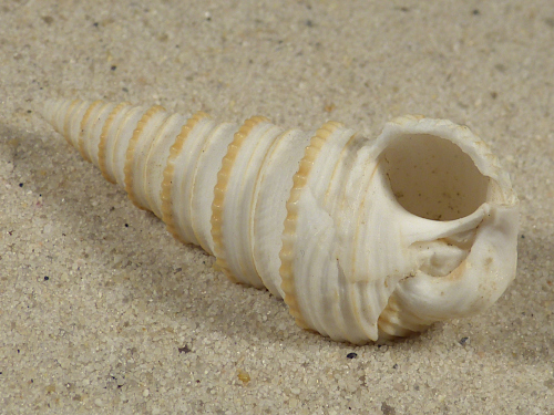 Gemmula speciosa "Freak"