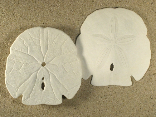 Encope aberrans aus Florida