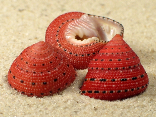 Große Clanculus puniceus (Erdbeerschnecke)