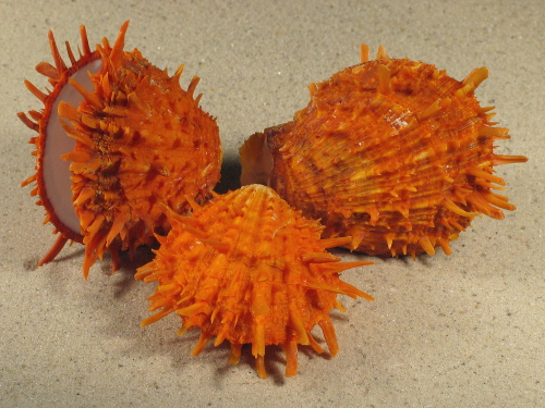 Orange Spondylus variegatus von den Philippinen