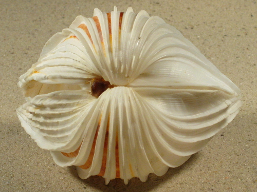 Cardium costatum marine bivalve from Western Africa | Sea shells ...