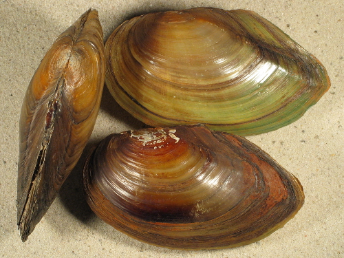 Anodonta cygnea aus den Niederlanden