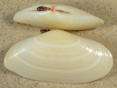 Tellina radiata unimaculata aus Florida