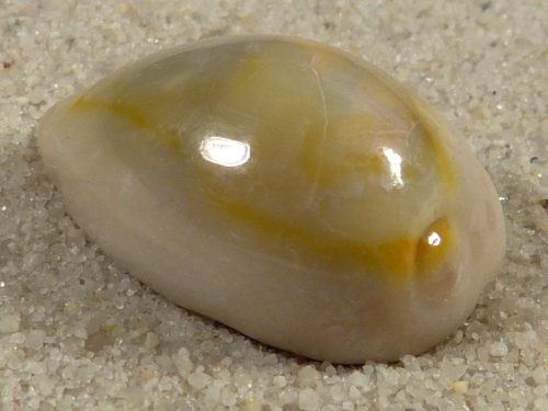 Monetaria annulus Freak 23