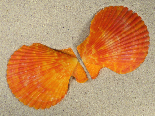 Mimachlamys sanguinea aus den Philippinen 77