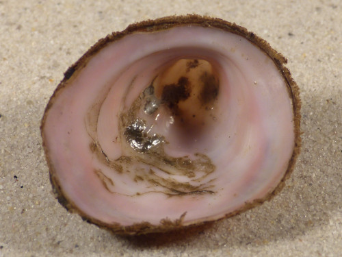 Farbige Capulus ungaricus mit Periostracum