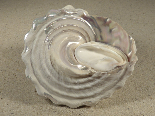 Annachlamys reevei aus Japan