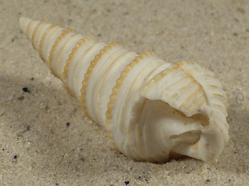 Gemmula speciosa "Freak"