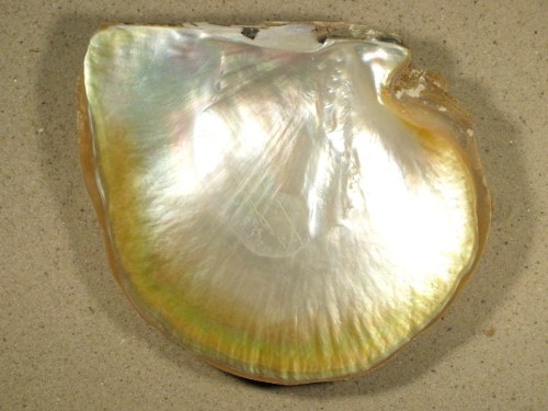 Pinctada maxima - Alchetron, The Free Social Encyclopedia