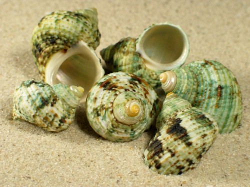 Turbo bruneus - Alchetron, The Free Social Encyclopedia