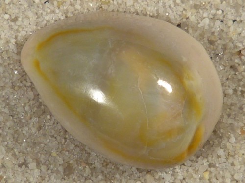 Monetaria annulus Freak 23