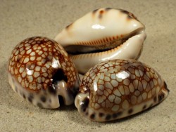 Cypraeidae / Porzellanschnecken - Seite 2