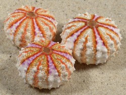 Seeigel-Schalen kaufen - rezent und fossil